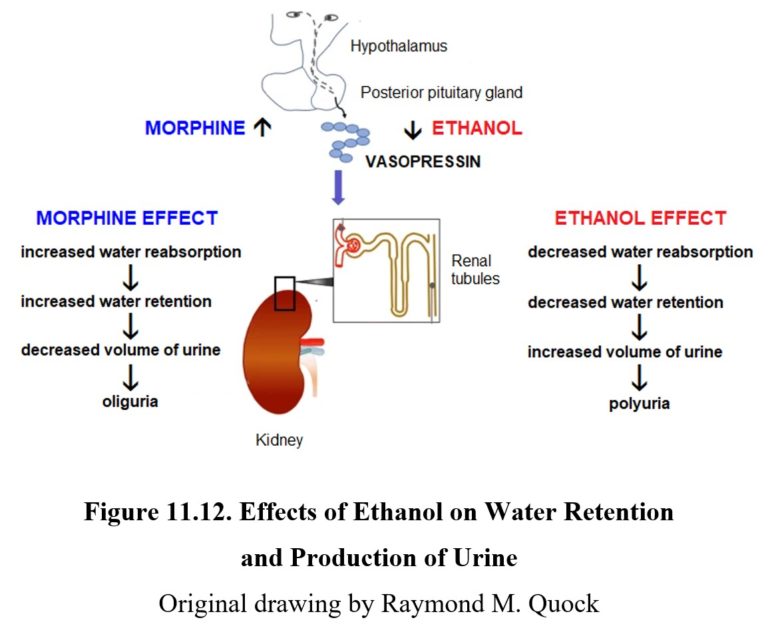 Chapter 11: Alcohol – Drugs and Behavior