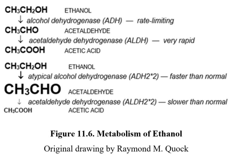 Chapter 11: Alcohol – Drugs and Behavior
