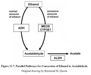 Chapter 11: Alcohol – Drugs and Behavior