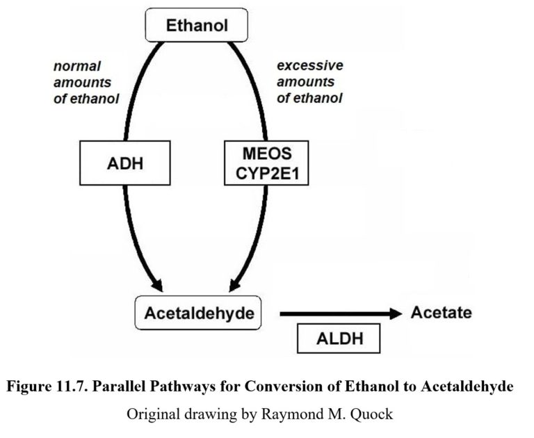 Chapter 11: Alcohol – Drugs and Behavior