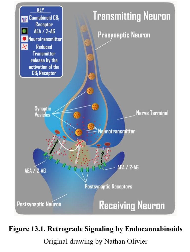 Chapter 13: Cannabinoids – Drugs and Behavior