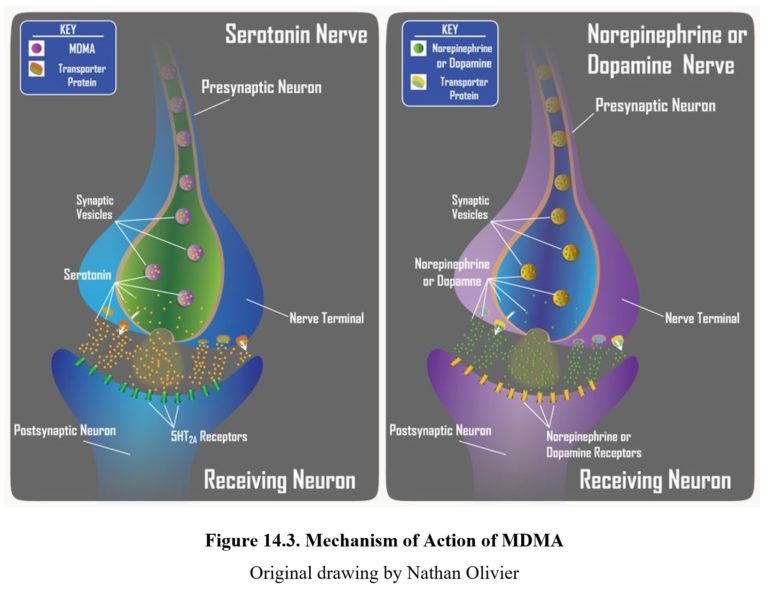 Chapter 14: Psychedelics – Drugs and Behavior