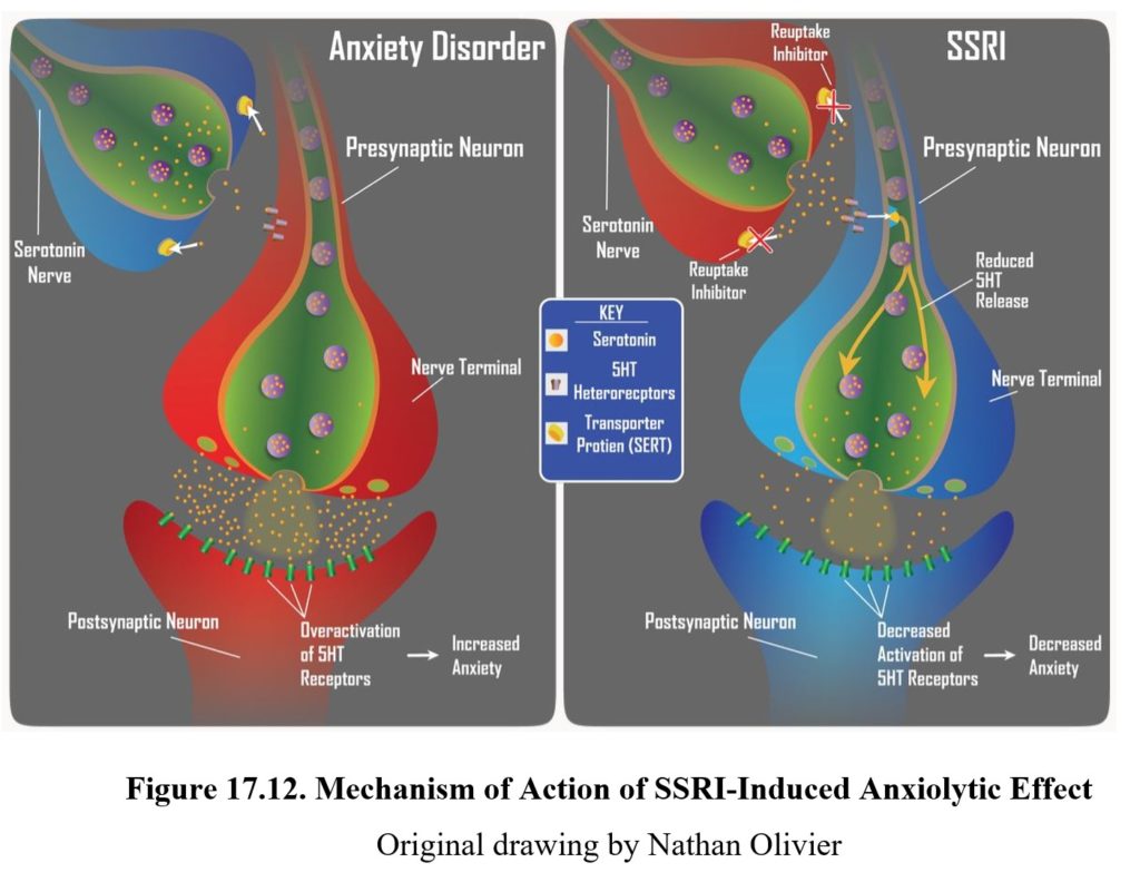 Chapter 17: Anxiolytics – Drugs and Behavior