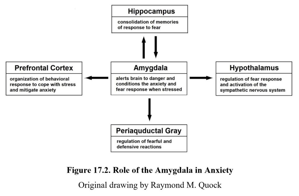 Chapter 17: Anxiolytics – Drugs and Behavior