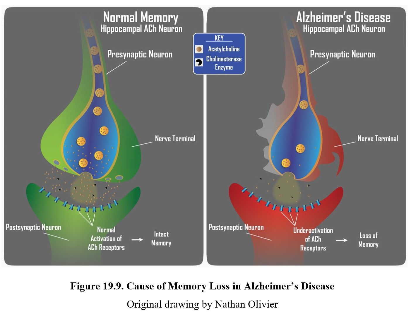 Chapter 19: ADHD and Alzheimer’s Drugs – Drugs and Behavior