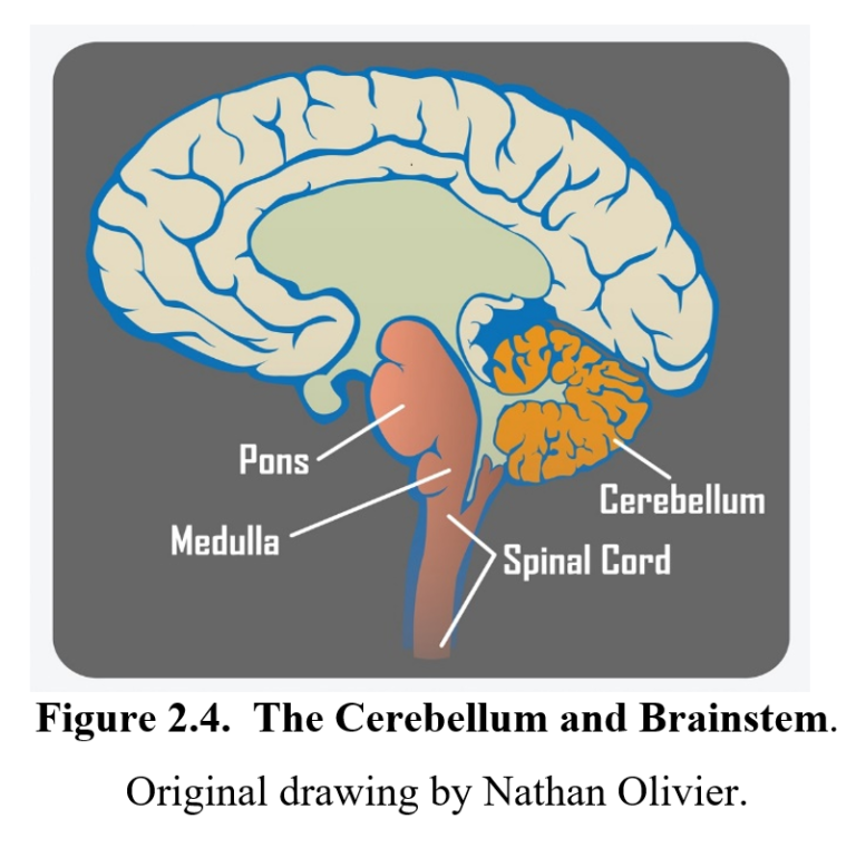 Chapter 2: Neuroanatomy – Drugs and Behavior