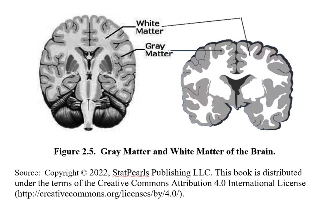 Chapter 2: Neuroanatomy – Drugs and Behavior