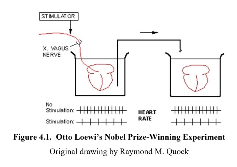 Chapter 4: Neurotransmission – Drugs and Behavior