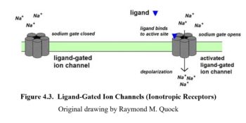 Chapter 4: Neurotransmission – Drugs and Behavior