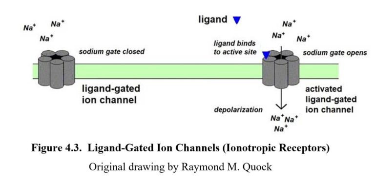Chapter 4: Neurotransmission – Drugs and Behavior