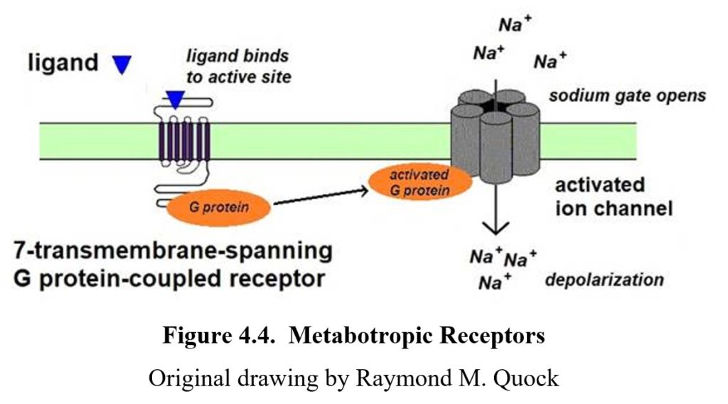 Chapter 4: Neurotransmission – Drugs and Behavior