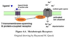 Chapter 4: Neurotransmission – Drugs and Behavior