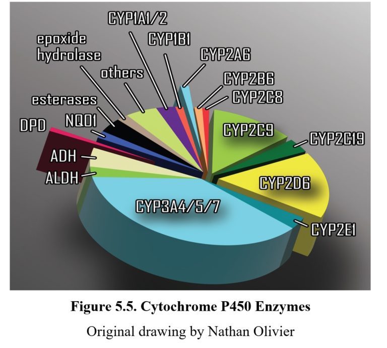 Chapter 5: Pharmacokinetics – Drugs and Behavior