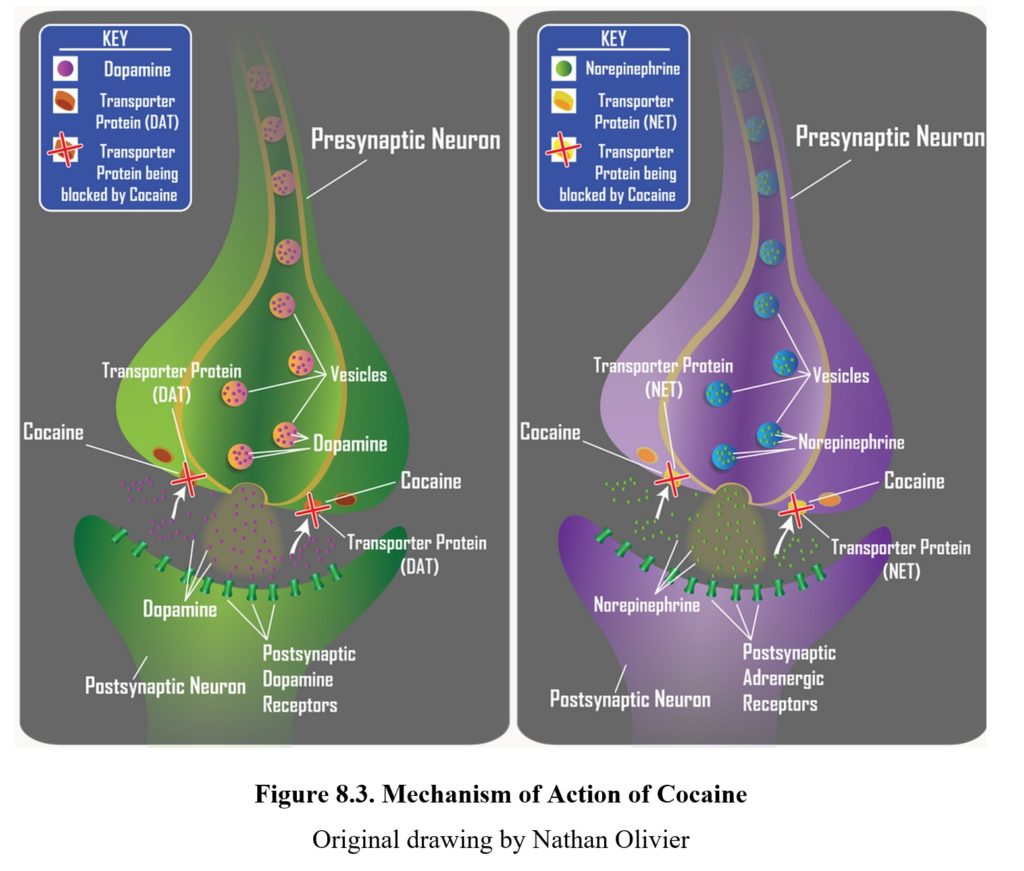 Chapter 8: High-Efficacy Stimulants – Drugs and Behavior