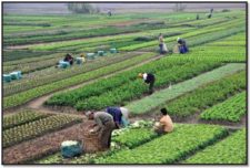 10.2 AGRICULTURAL PRACTICES – Introduction to Human Geography