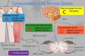 NervousSystem_2.1 – Principles of Learning and Behavior