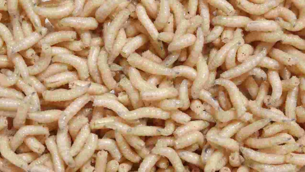 Module 5 Image – Maggots – Principles of Social Psychology